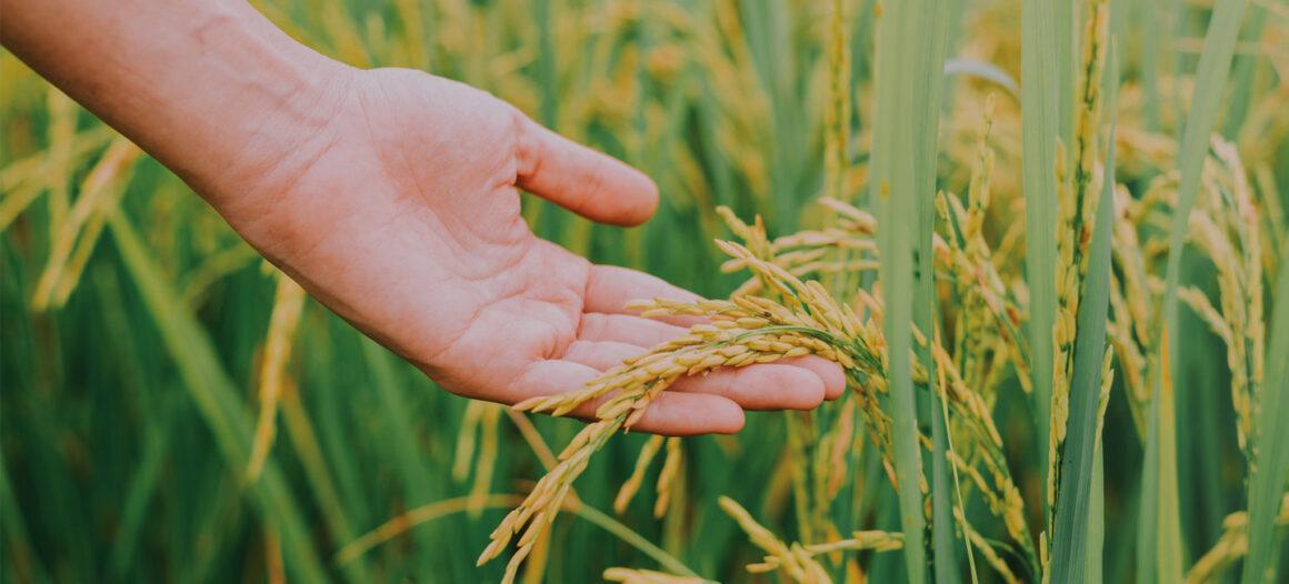 Best Rice Brand In Kerala | Largest Rice Mill | Keerthi Nirmal