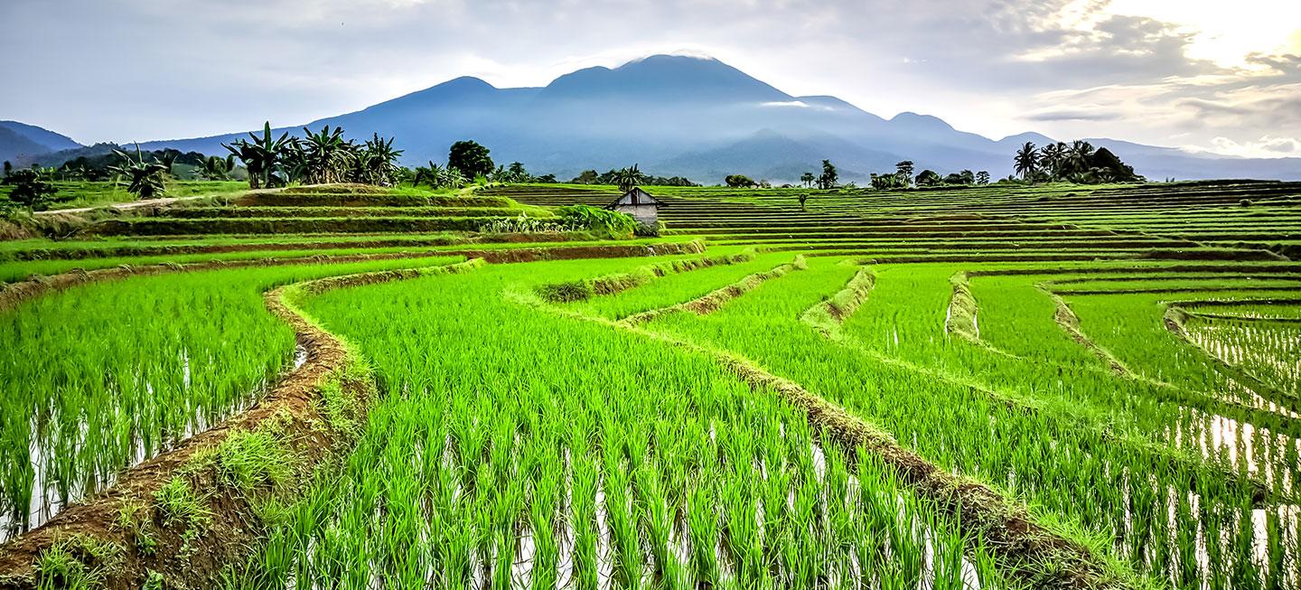 Our Products | Brown Rice | Rice Varieties | Keerthi Nirmal